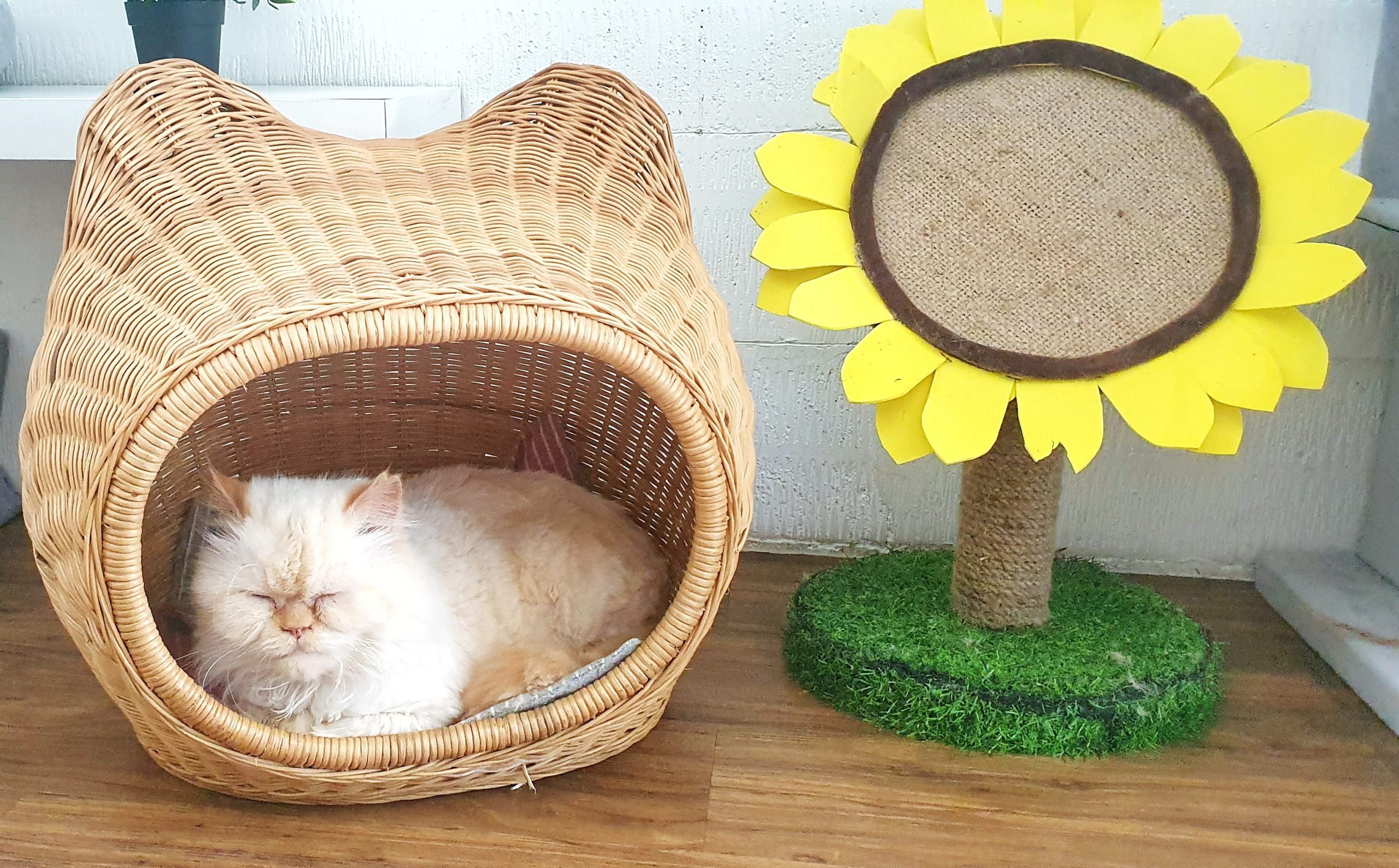 Mengajak Anak-anak Makan Sambil Bermain Dengan Kucing di Kafe Kucing ...