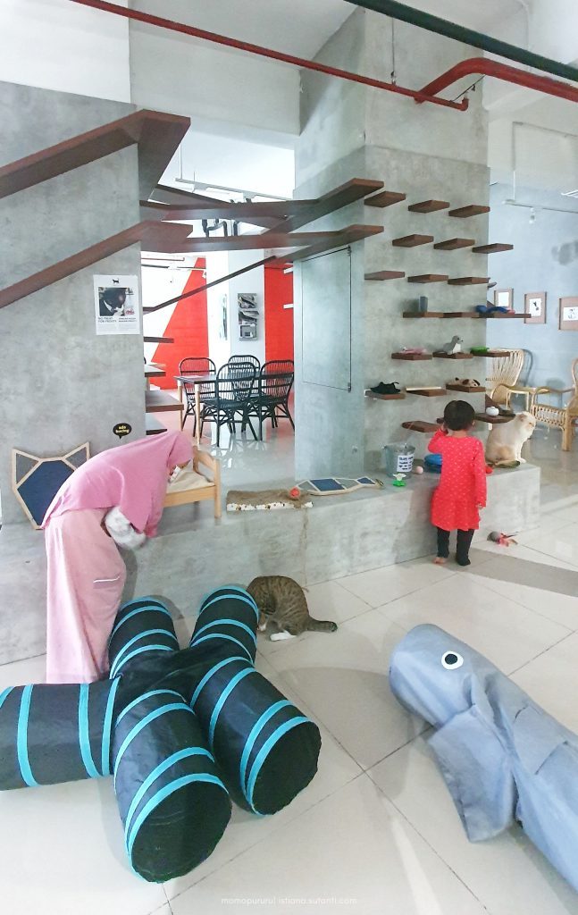 Mengajak Anak-anak Makan Sambil Bermain Dengan Kucing di Kafe Kucing ...