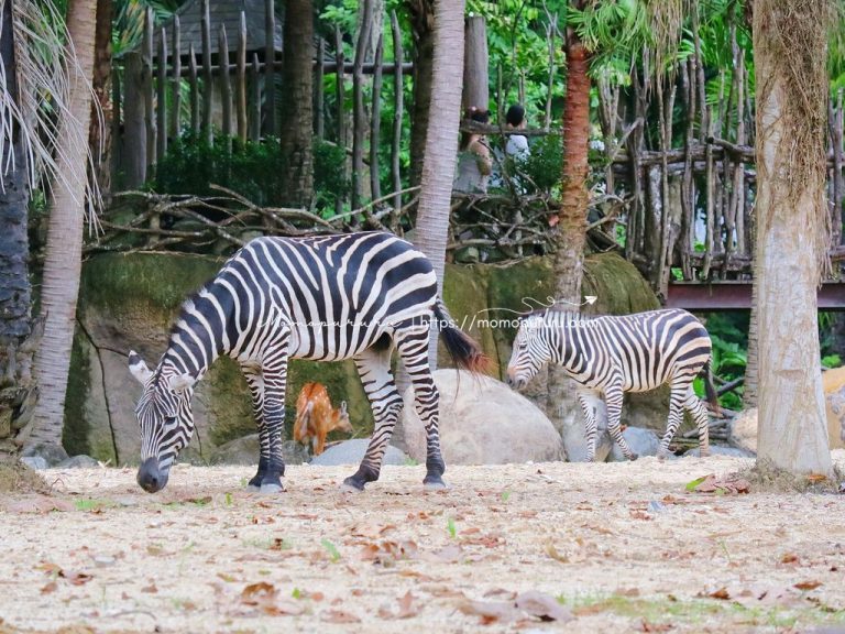 Kebun Binatang Indonesia Favorit Anak - Blog Traveling Keluarga Indonesia