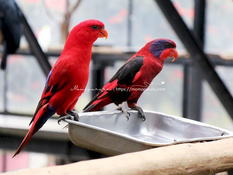 Review Lembang Park & Zoo: Ternyata Bukan Sekedar Kebun Binatang Biasa! - Blog Traveling ...