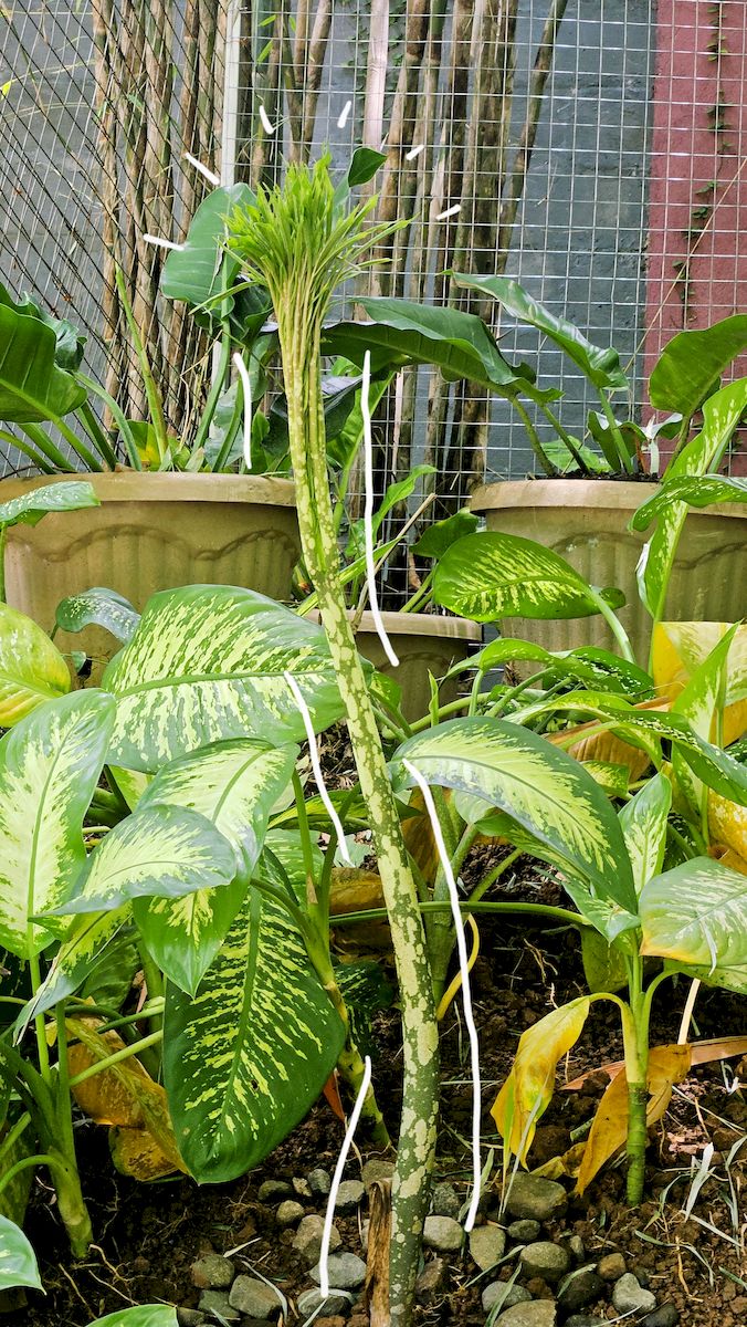 Bunga Bangkai Titan Arum Mekar di Jakarta Escape