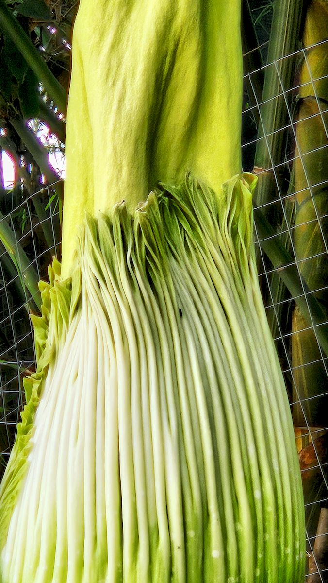 Bunga Bangkai Titan Arum Mekar di Jakarta Escape