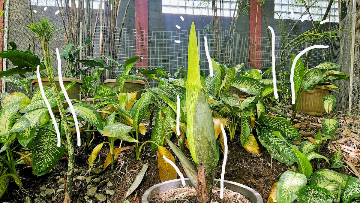 Bunga Bangkai Titan Arum Mekar di Jakarta Escape