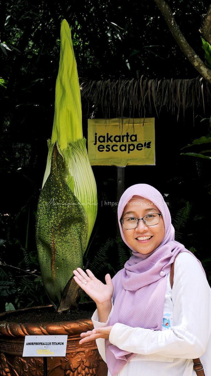 Bunga Bangkai Titan Arum Mekar di Jakarta Escape
