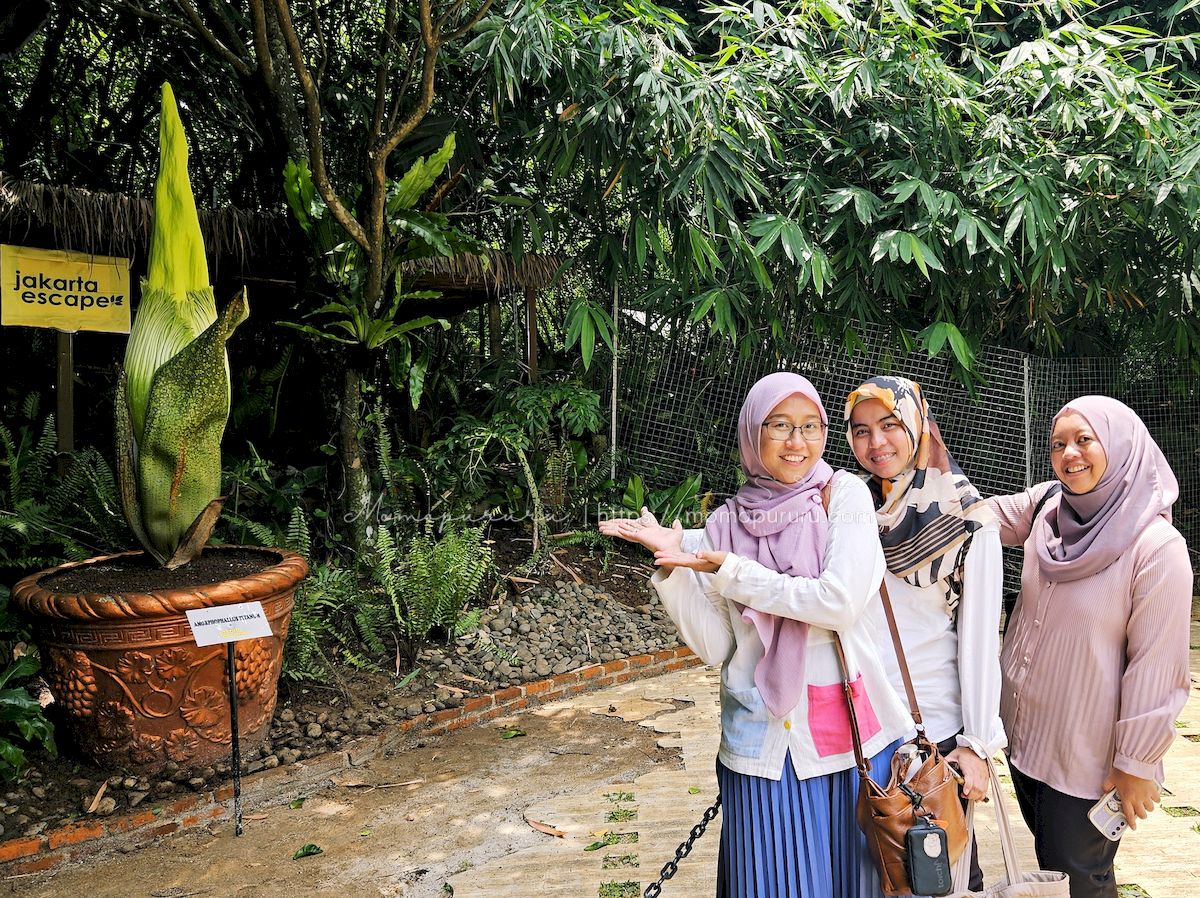Bunga Bangkai Titan Arum Mekar di Jakarta Escape