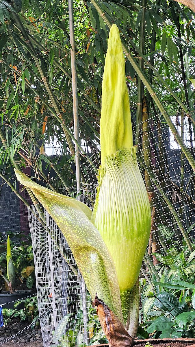 Bunga Bangkai Titan Arum Mekar di Jakarta Escape