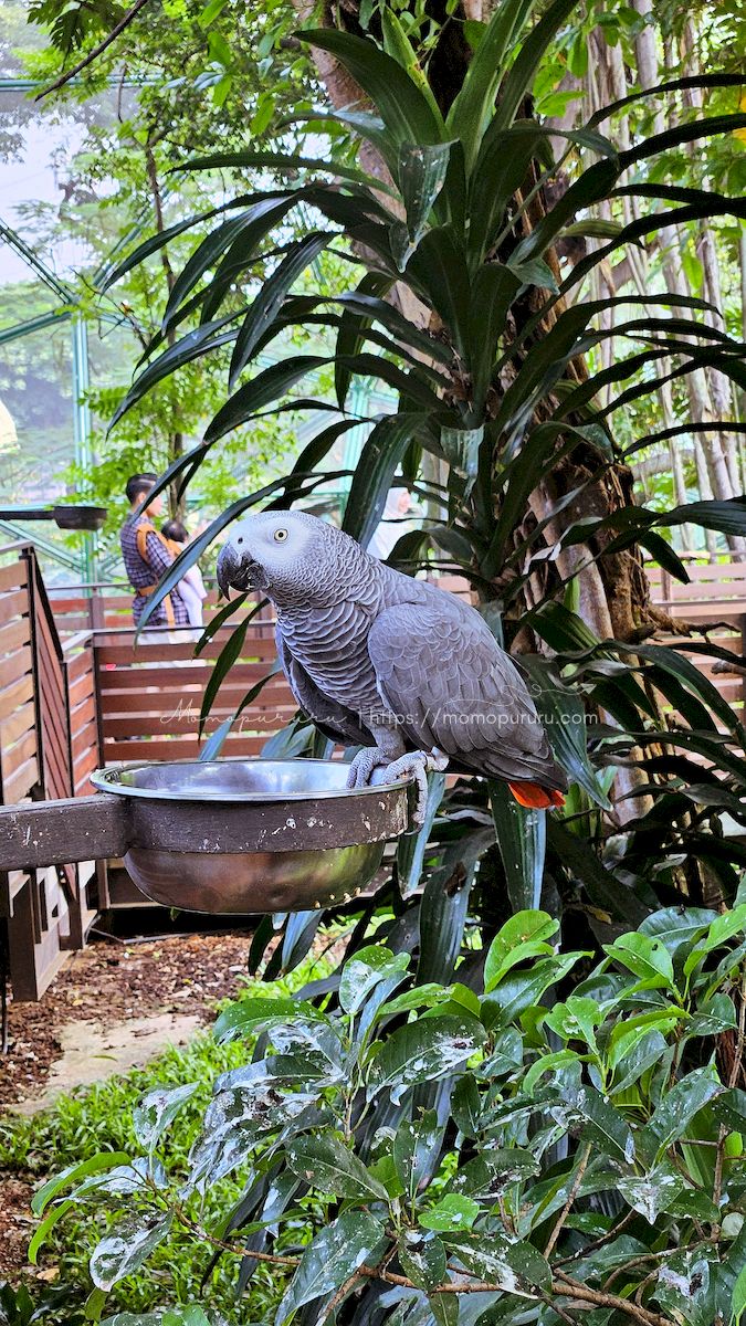 Taman Burung TMII, Harga Tiket Masuk dan Review Lengkapnya