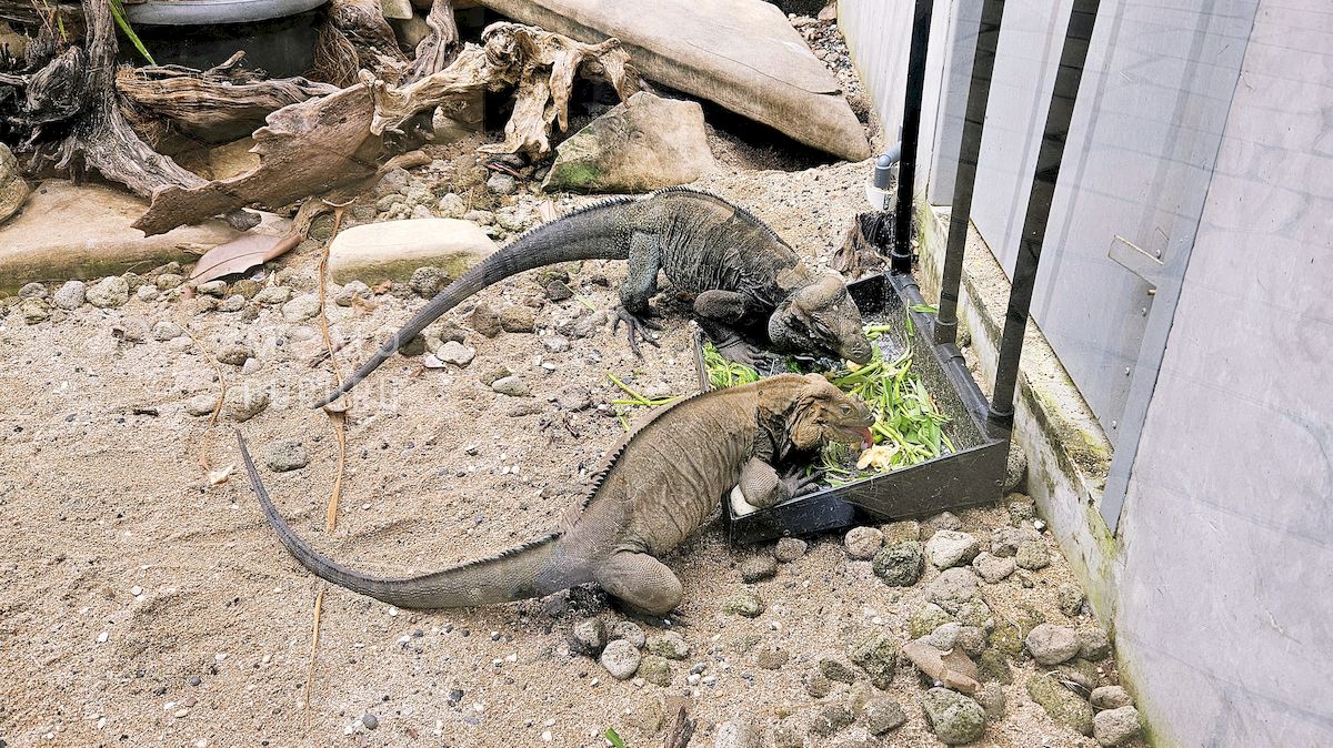 Bertemu Komodo di Museum Komodo TMII