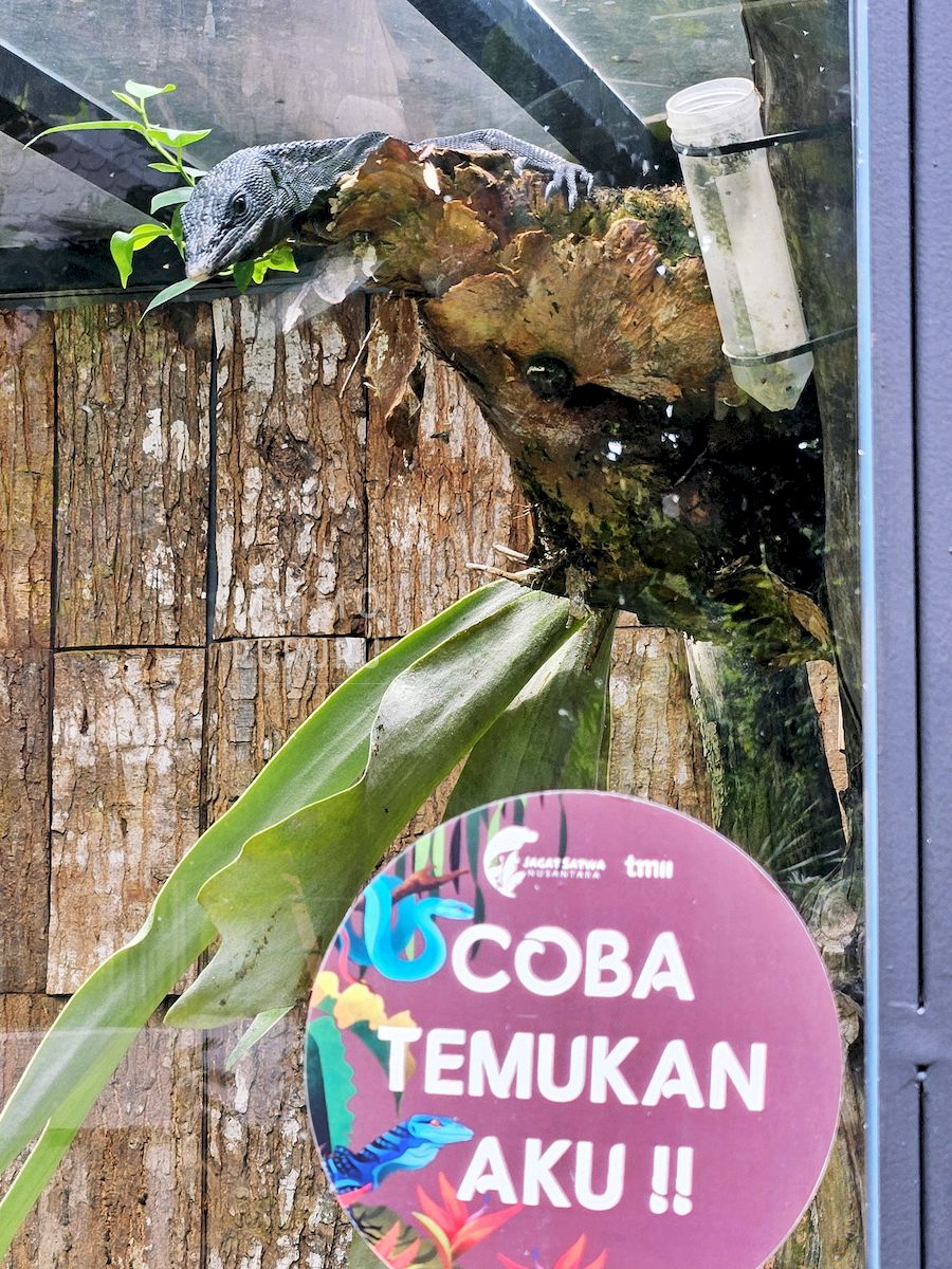 Bertemu Komodo di Museum Komodo TMII