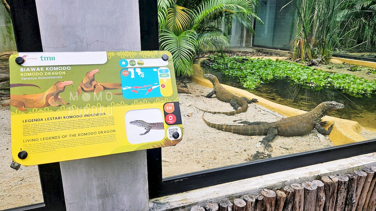 Bertemu Komodo di Museum Komodo TMII