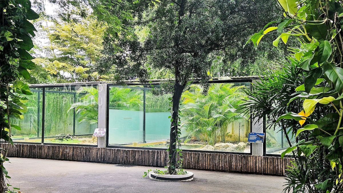 Bertemu Komodo di Museum Komodo TMII