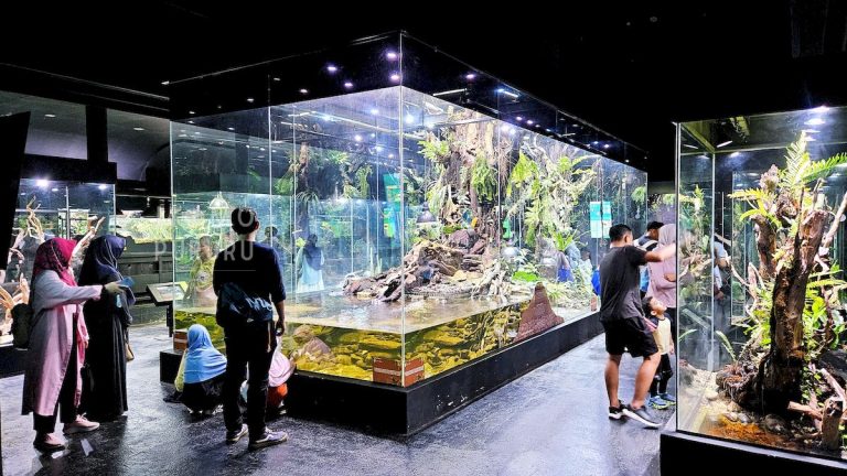 Bertemu Komodo di Museum Komodo TMII