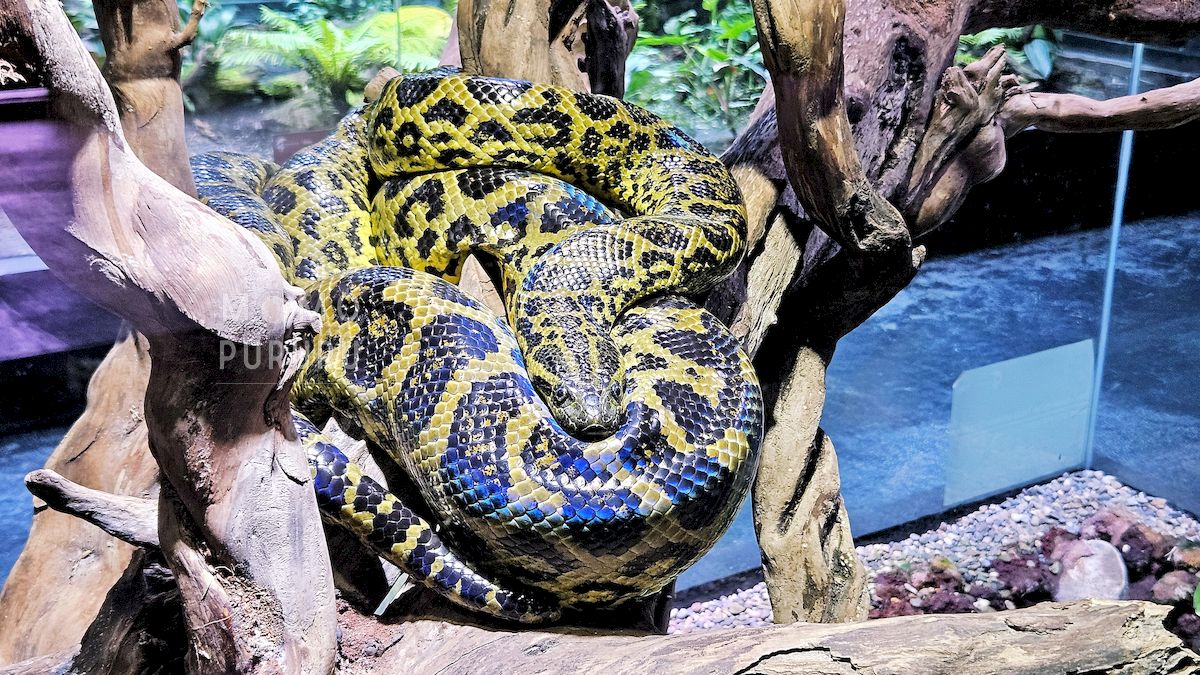 Bertemu Komodo di Museum Komodo TMII