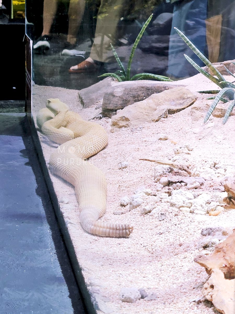 Bertemu Komodo di Museum Komodo TMII