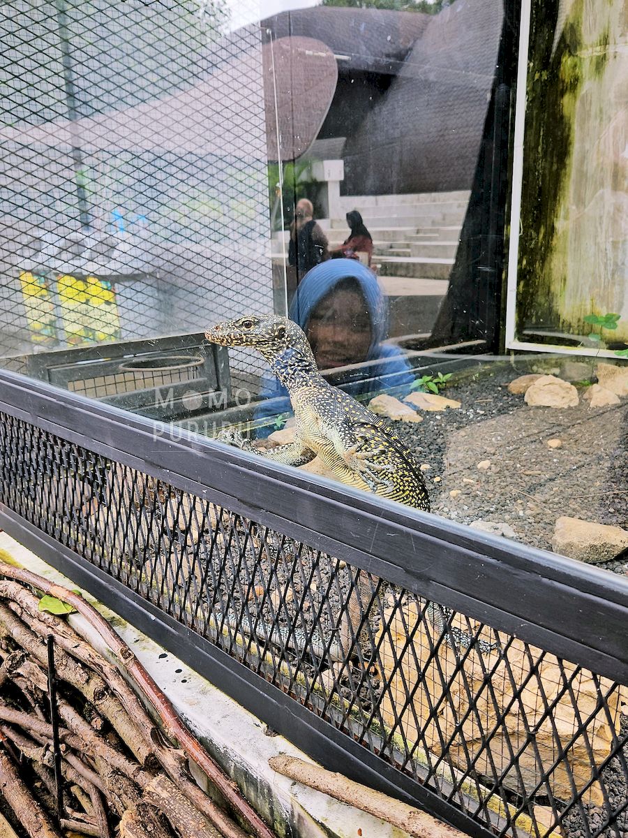 Bertemu Komodo di Museum Komodo TMII